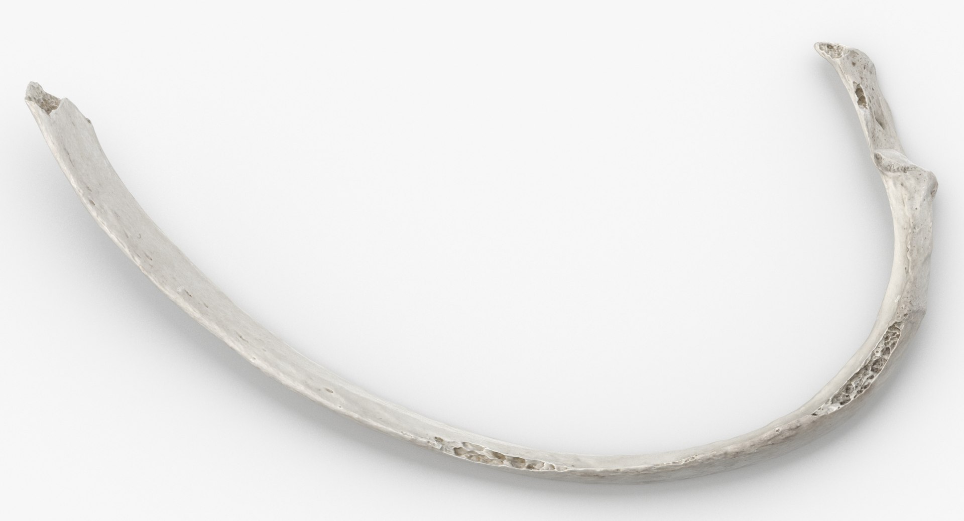 3D Human Female Ribs Sternum Spine And Pelvis Bones Collection White ...