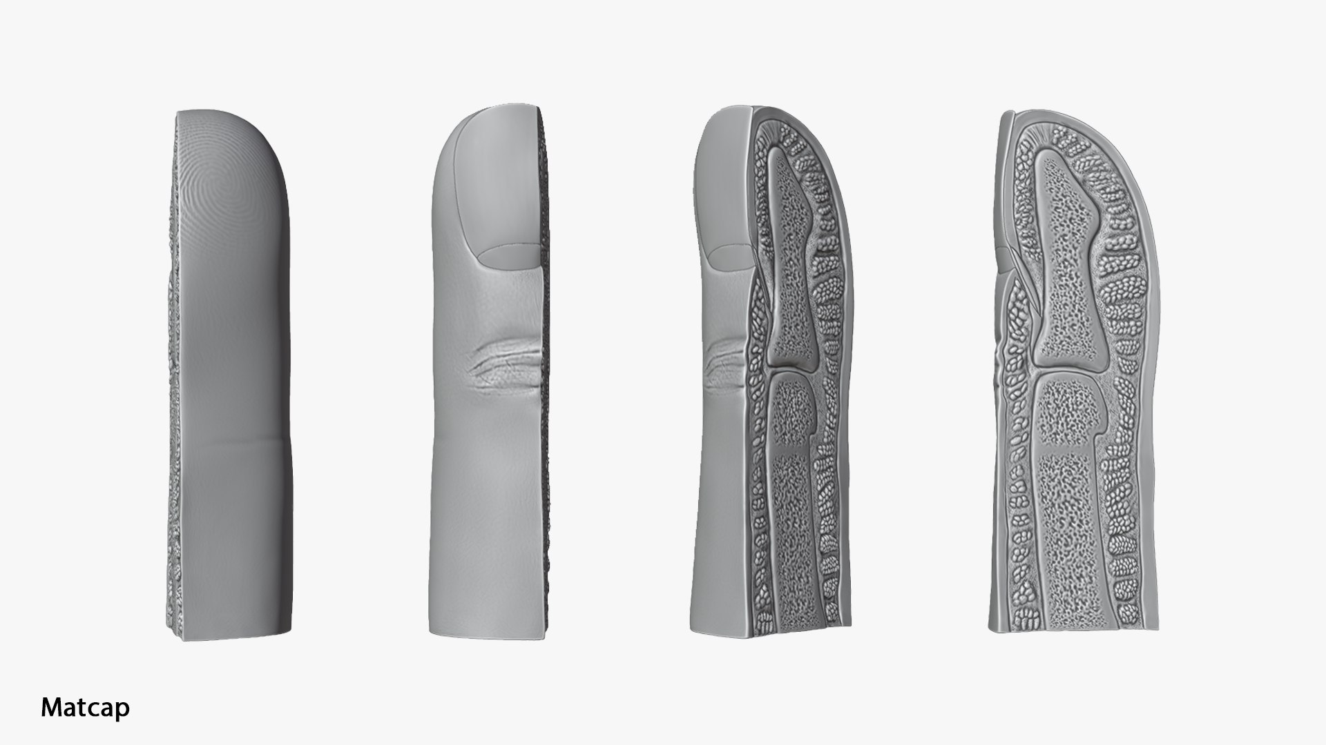 Finger And Fingernail Cross Section Anatomy 3D Model - TurboSquid 2029599