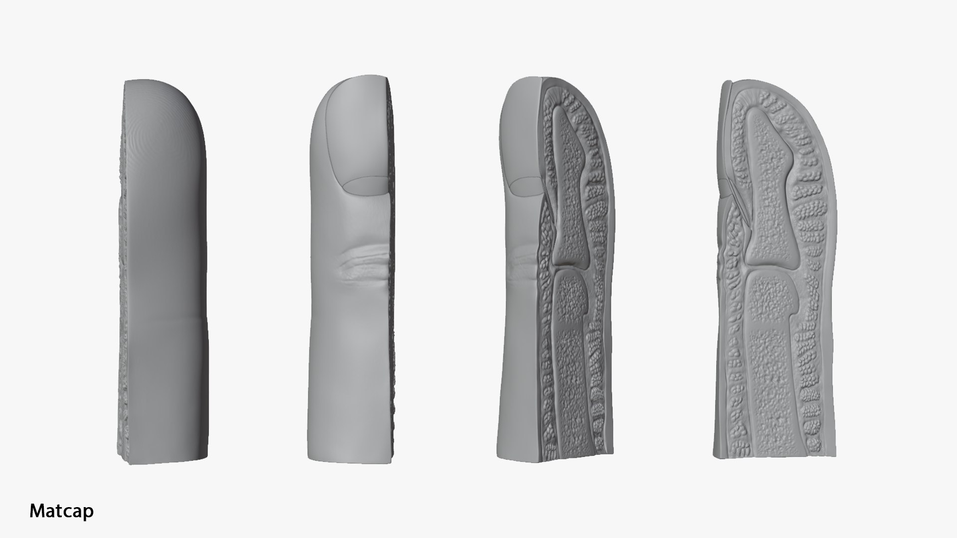 Finger And Fingernail Cross Section Anatomy 3D Model - TurboSquid 2029599