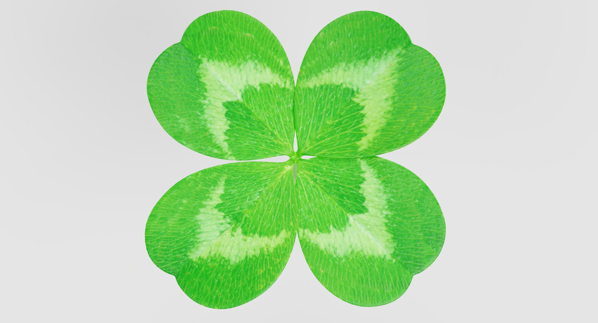 Clover 1 3D Model - TurboSquid 1300456