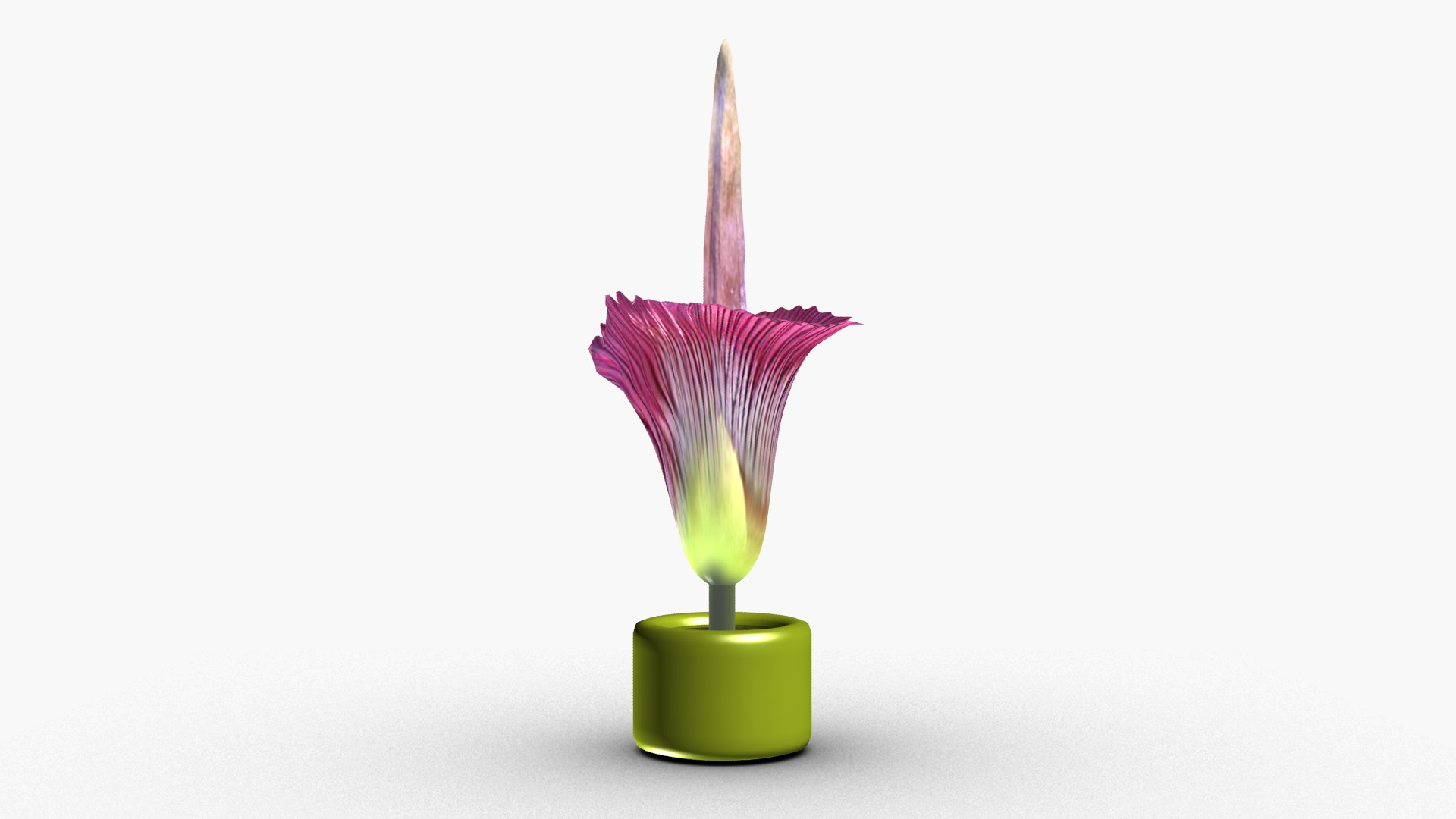 Corpse Flower 3D Model - TurboSquid 1622561