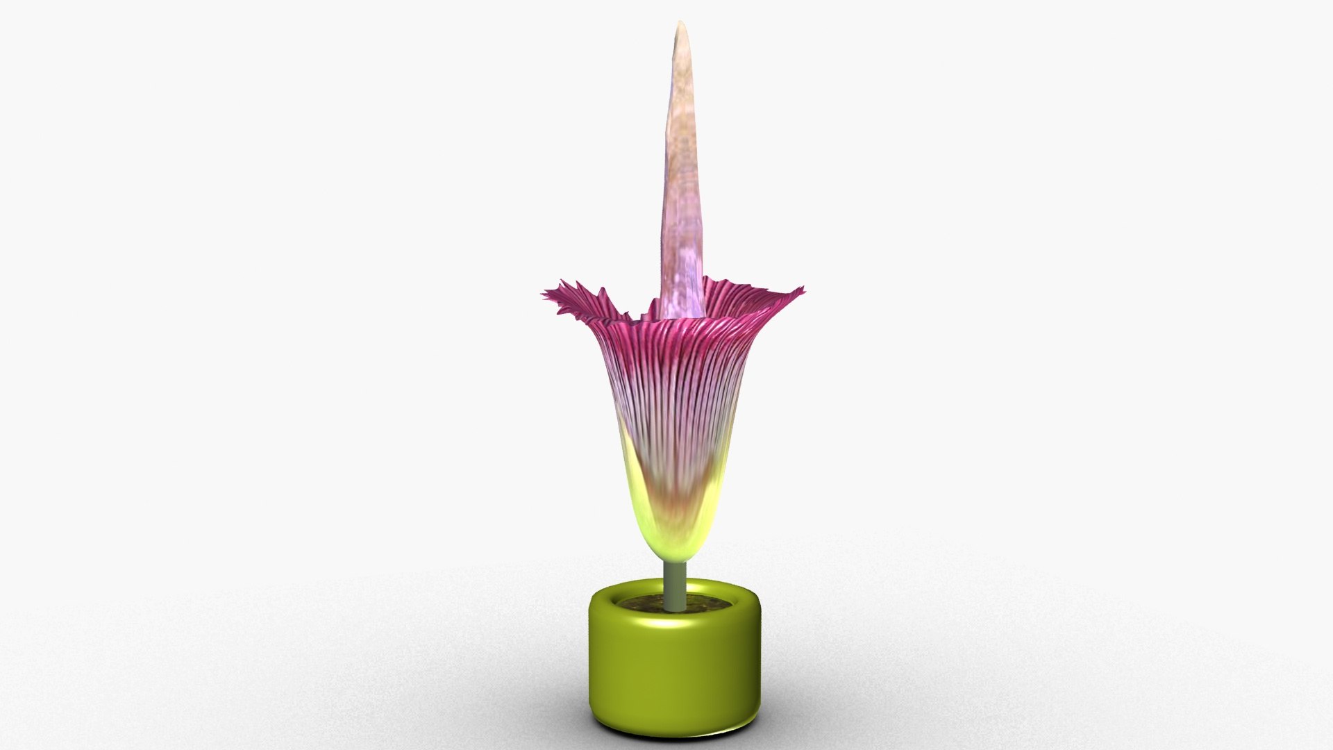 Corpse Flower 3D Model - TurboSquid 1622561