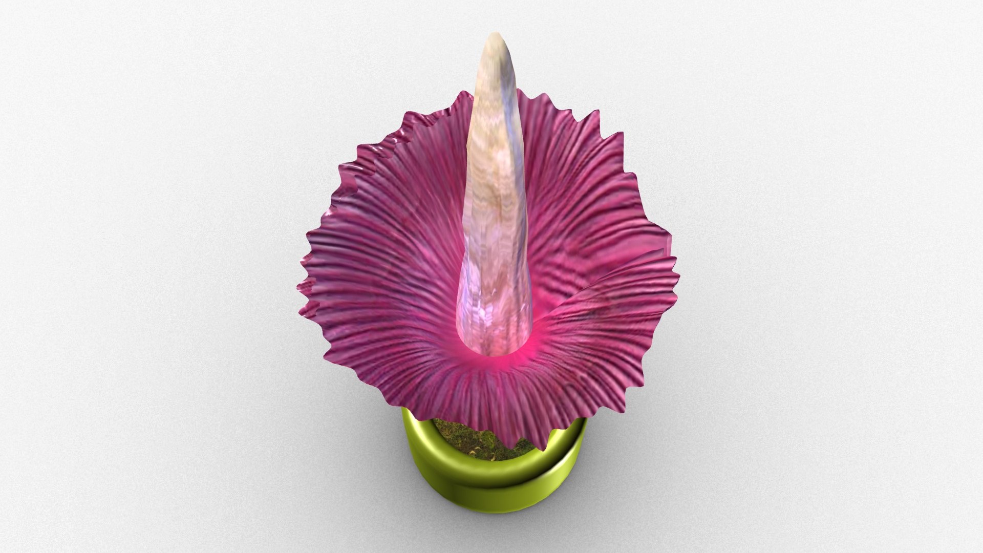 Corpse Flower 3D Model - TurboSquid 1622561