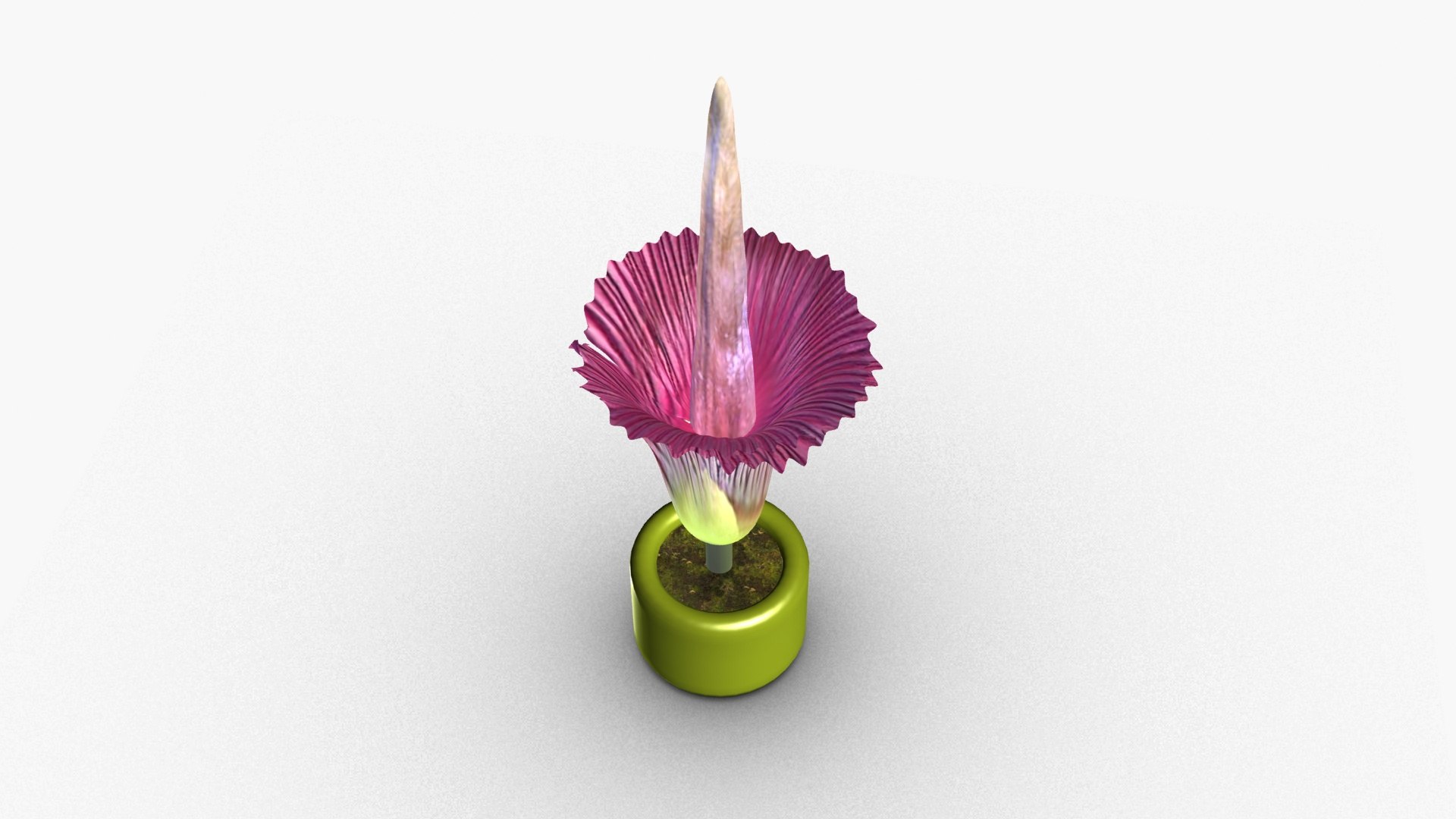 Corpse Flower 3D Model - TurboSquid 1622561