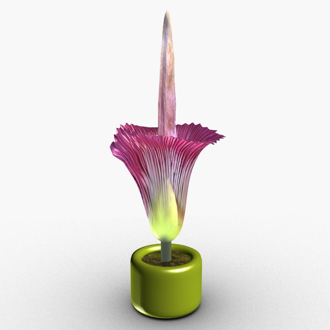 Corpse flower 3D model - TurboSquid 1622561