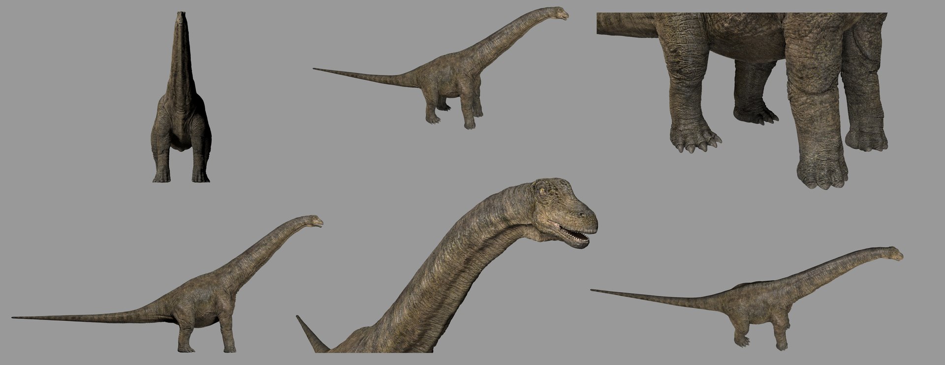 3D Model Alamosaurus - TurboSquid 1209433