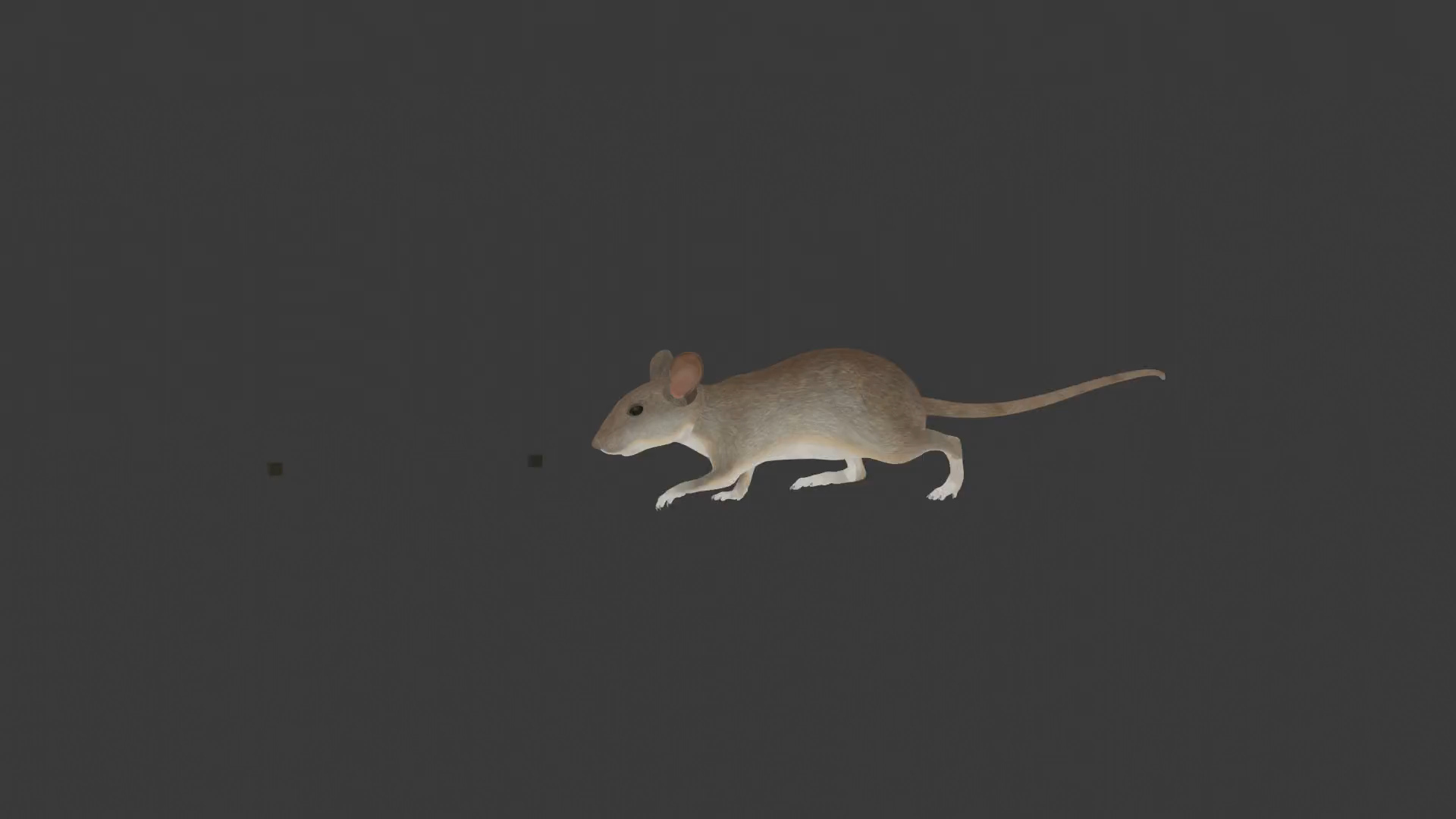 3D Rat Mouse Animated - TurboSquid 2004229