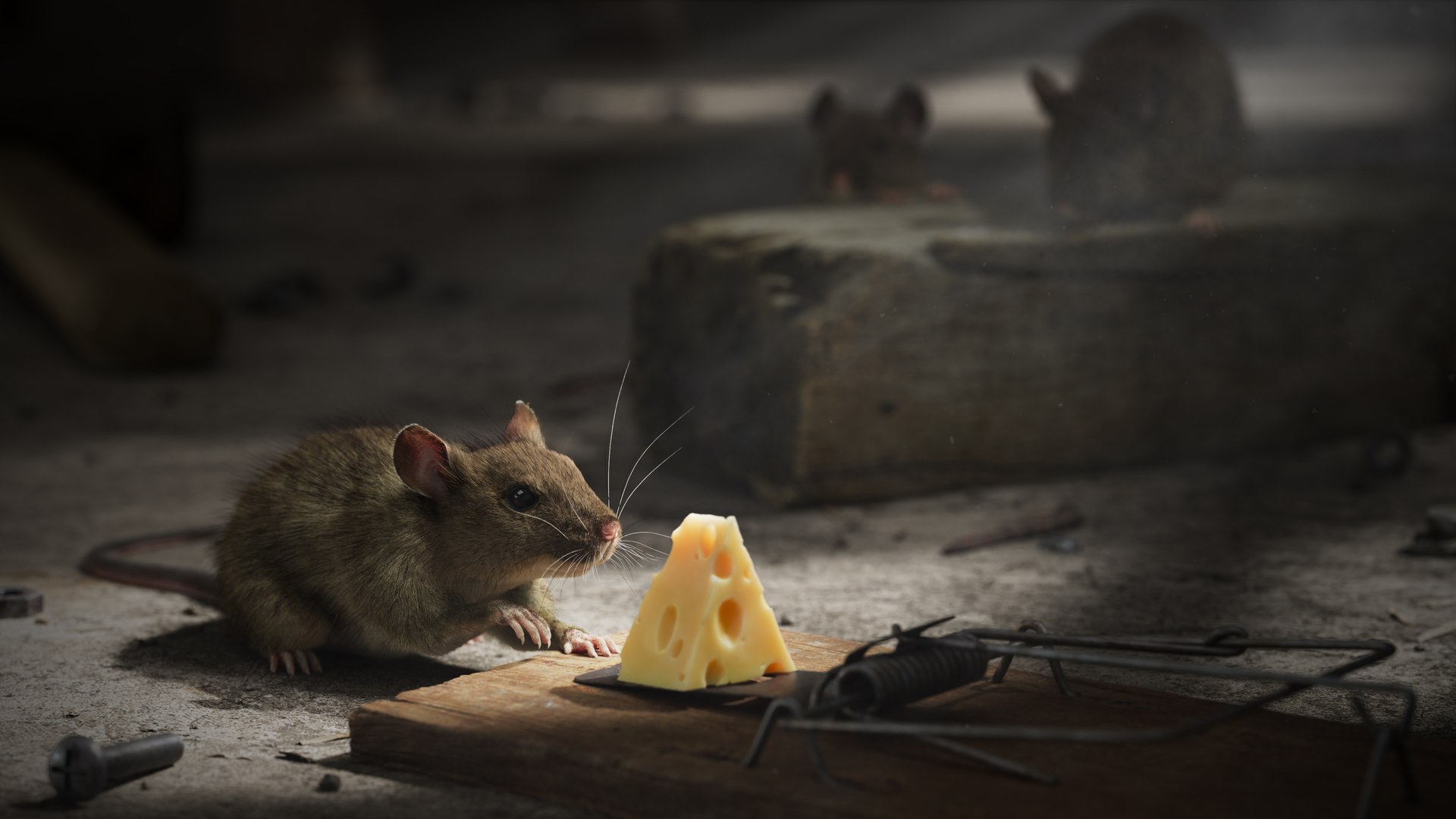 3D Rat Mouse Animated - TurboSquid 2004229