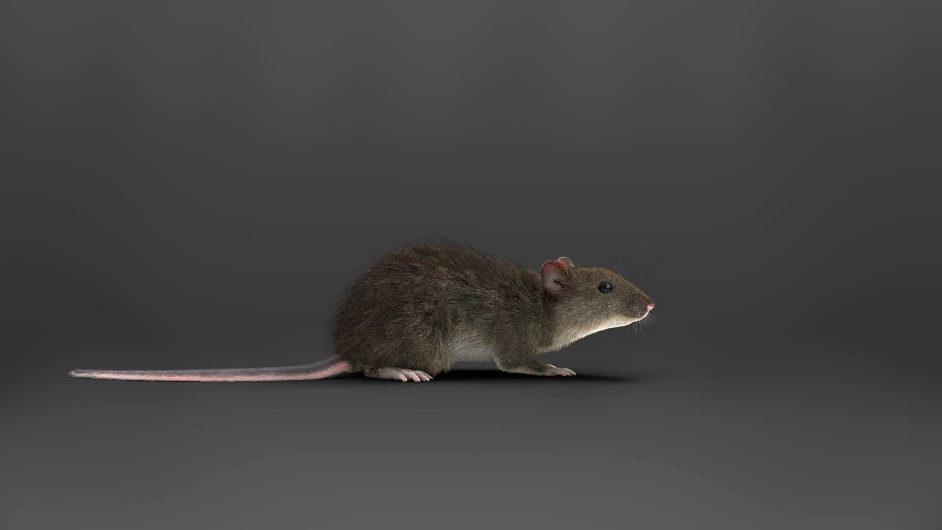 3D Rat Mouse Animated - TurboSquid 2004229