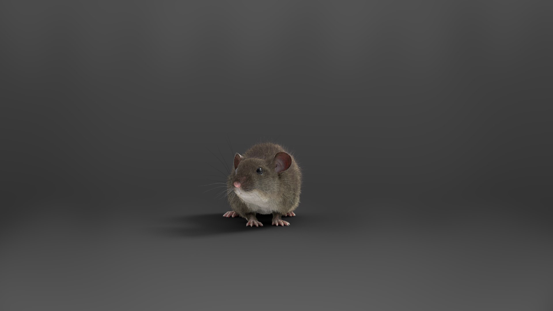 3D Rat Mouse Animated - TurboSquid 2004229