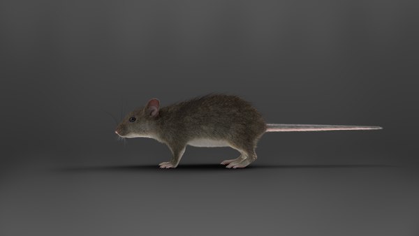 Rat Mouse Animated 3D 모델 - TurboSquid 2004229
