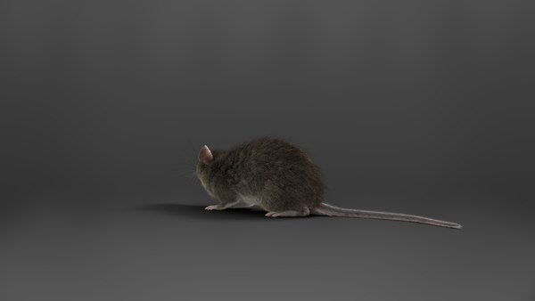 modelo 3d Rat Mouse Animated - TurboSquid 2004229