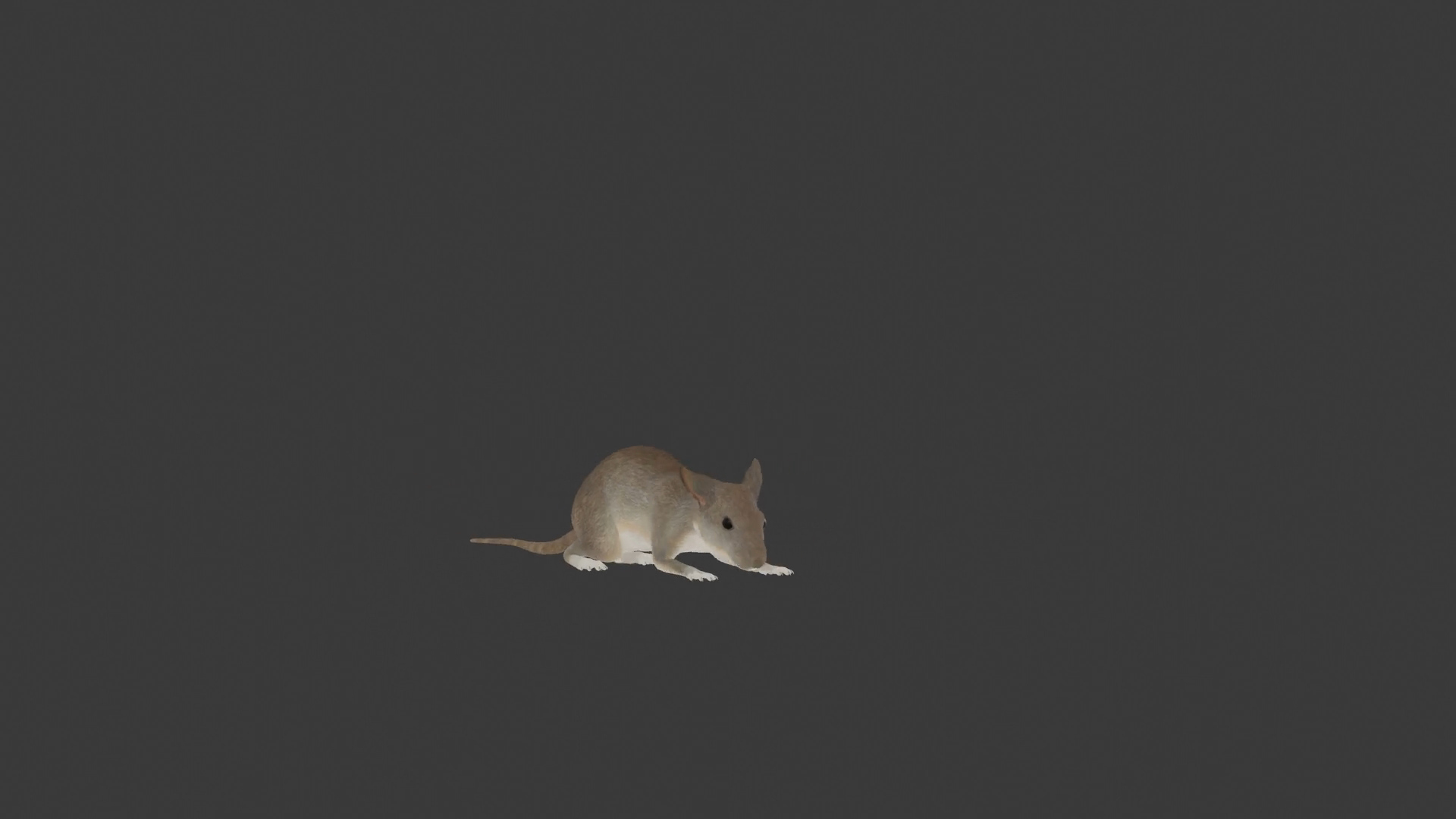 3D Rat Mouse Animated - TurboSquid 2004229