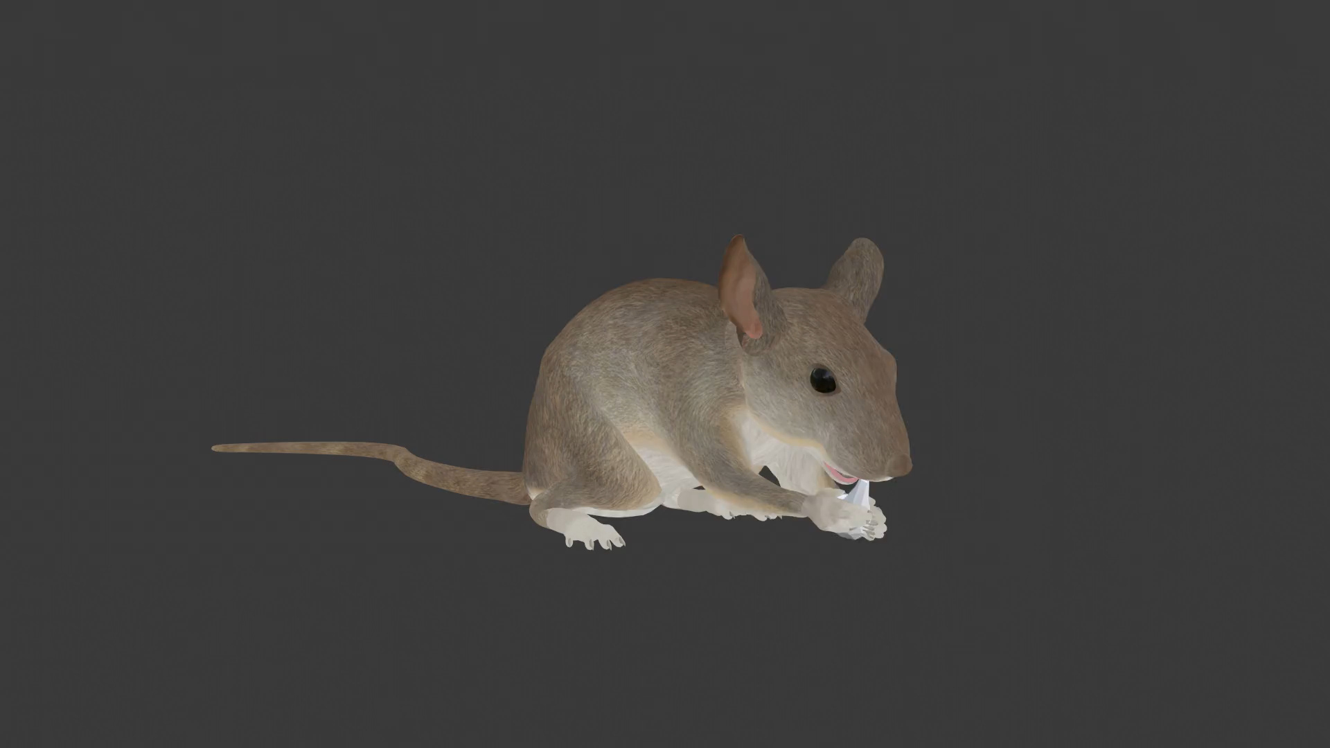 3D Rat Mouse Animated - TurboSquid 2004229