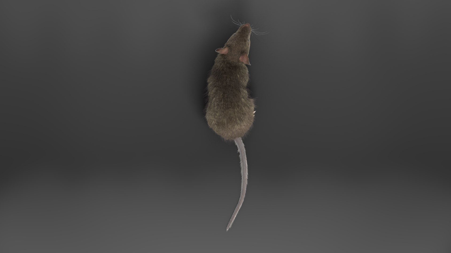 3D Rat Mouse Animated - TurboSquid 2004229