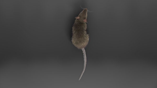 modelo 3d Rat Mouse Animated - TurboSquid 2004229