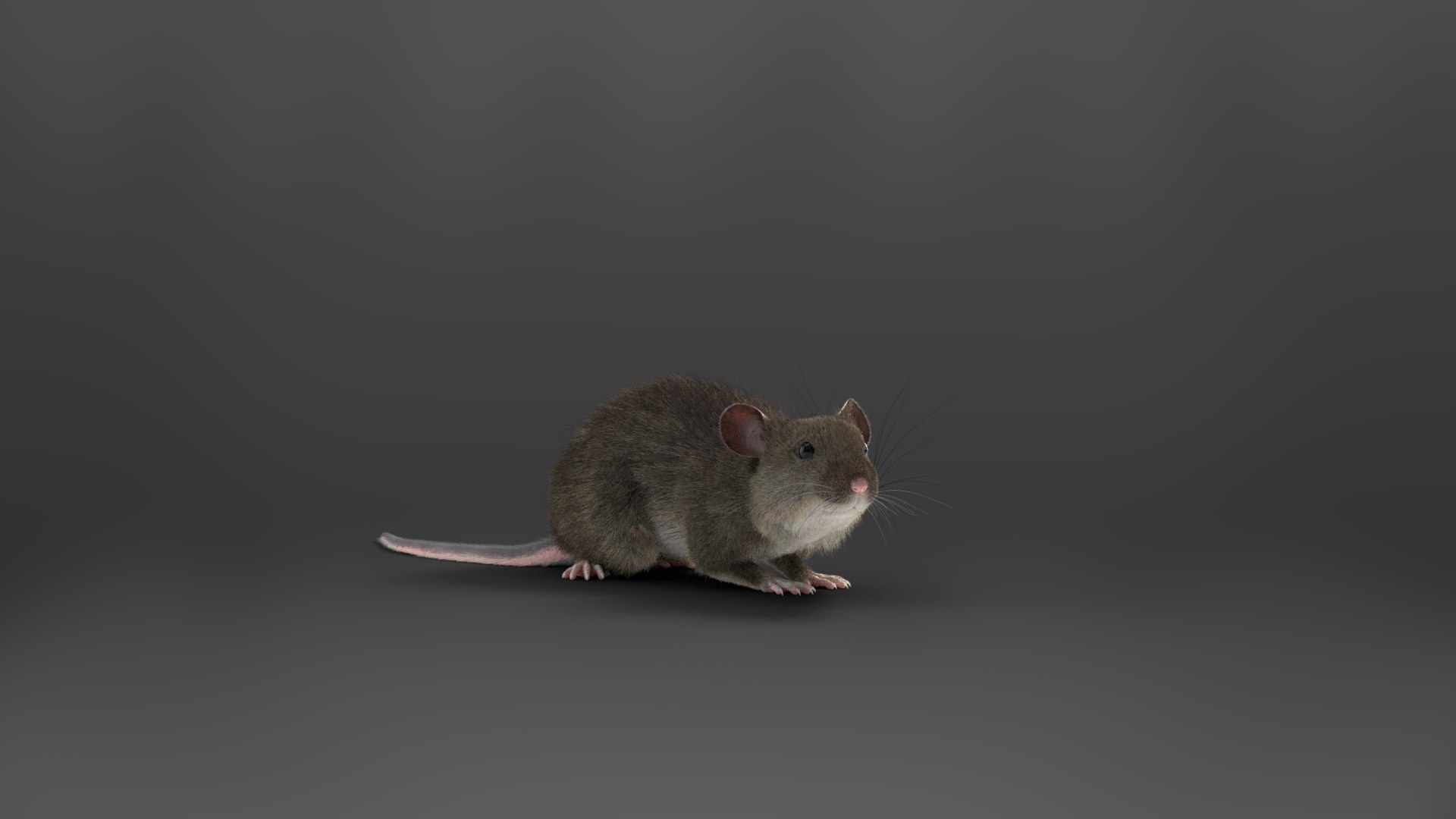 3D Rat Mouse Animated - TurboSquid 2004229