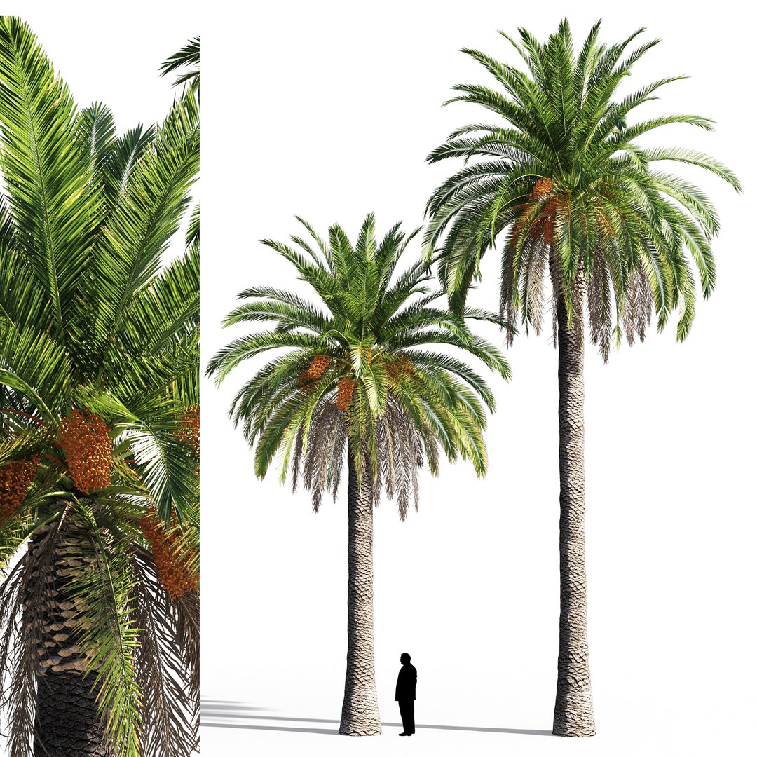 Date Palm Model - TurboSquid 1569320