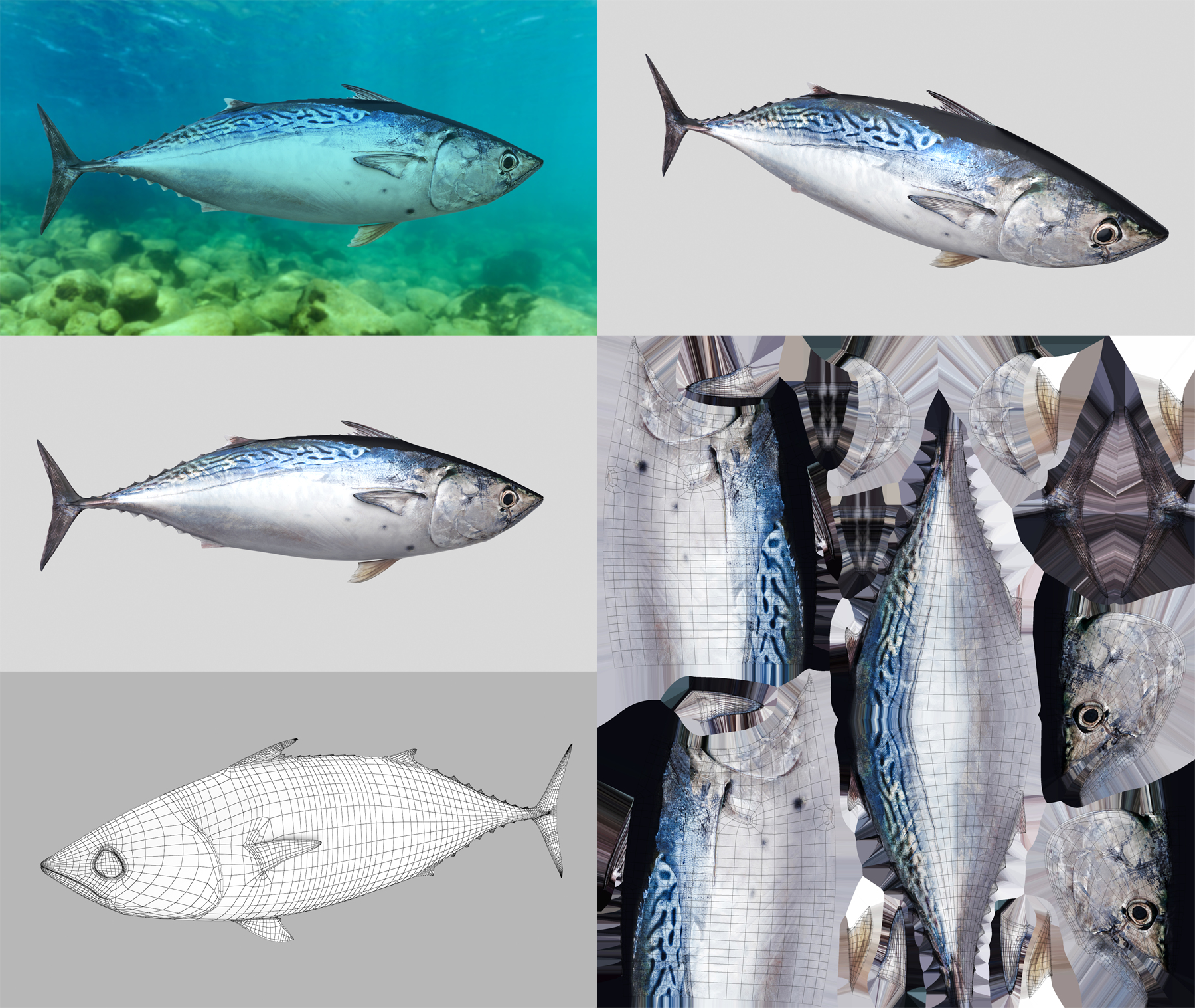 modelo 3d Colección de peces 04 - TurboSquid 1984721