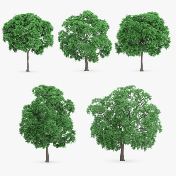 Chestnut Tree 3D Models for Download | TurboSquid