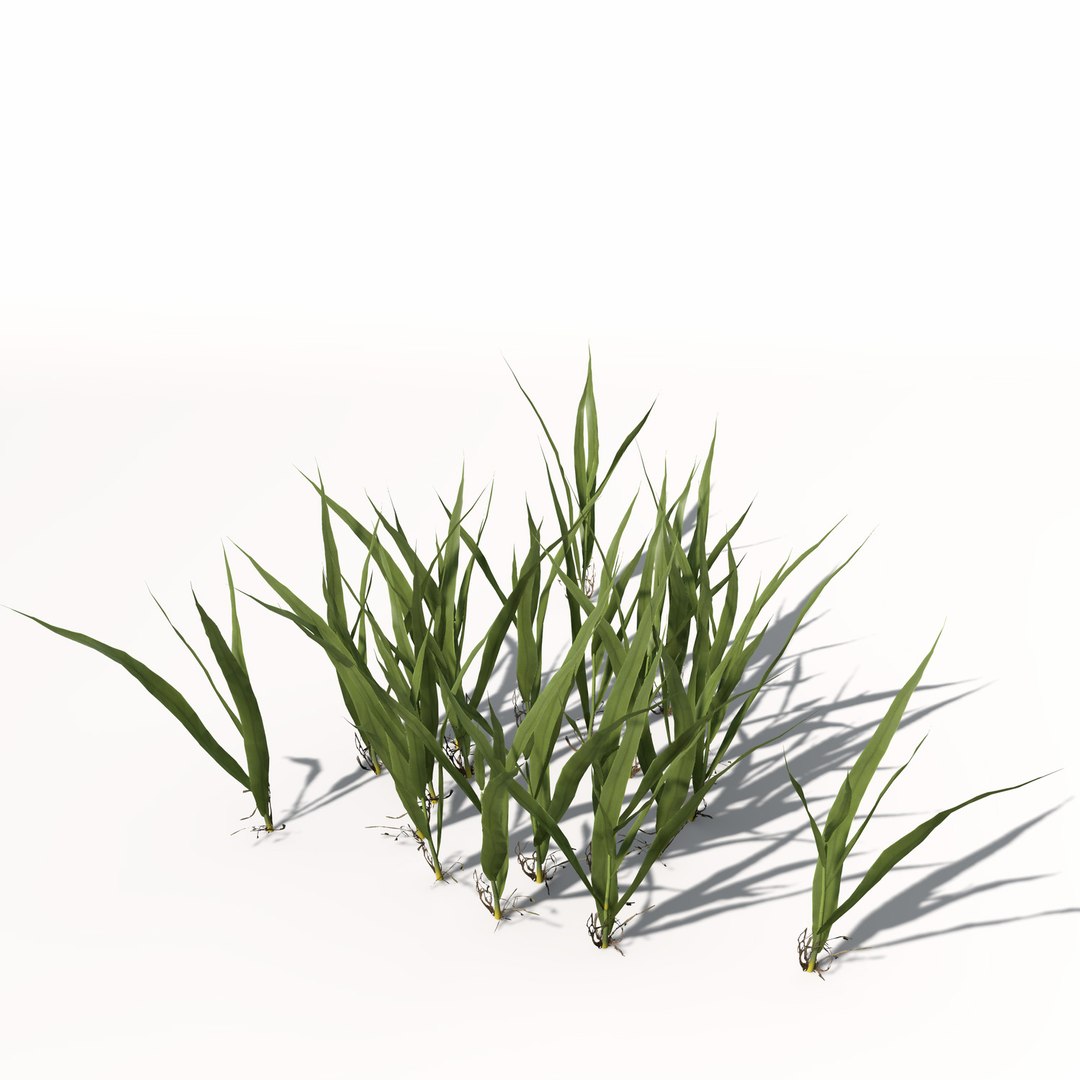 Rice Oryza Ssp 3d Model