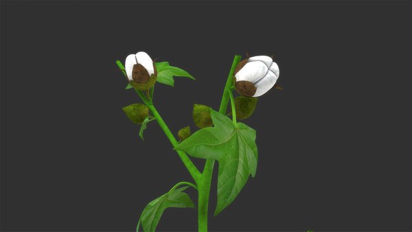 Nature Cotton-Plant 3D Models for Download | TurboSquid