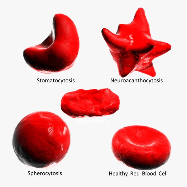 modelo 3d Las células rojas de la sangre - TurboSquid 1940665