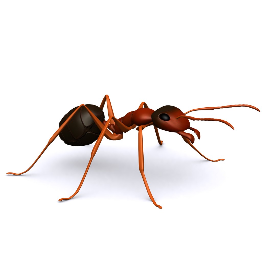 Free 3D Model Ant - TurboSquid 1339233