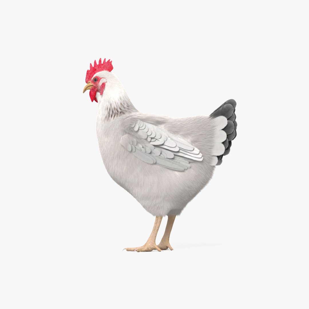 Chicken Hen Model - TurboSquid 2069166