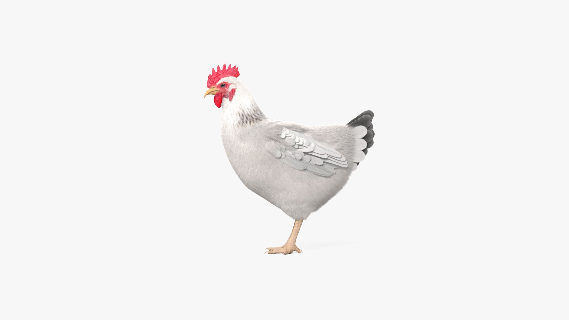 Chicken Hen Model - TurboSquid 2069166