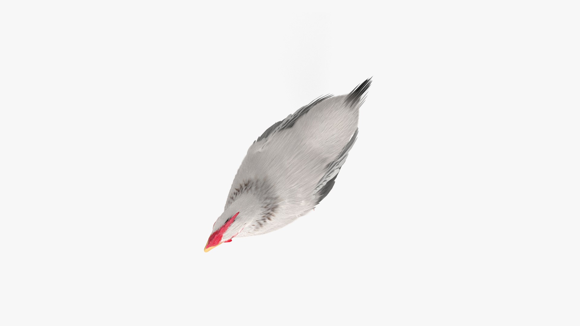 Chicken Hen Model - TurboSquid 2069166