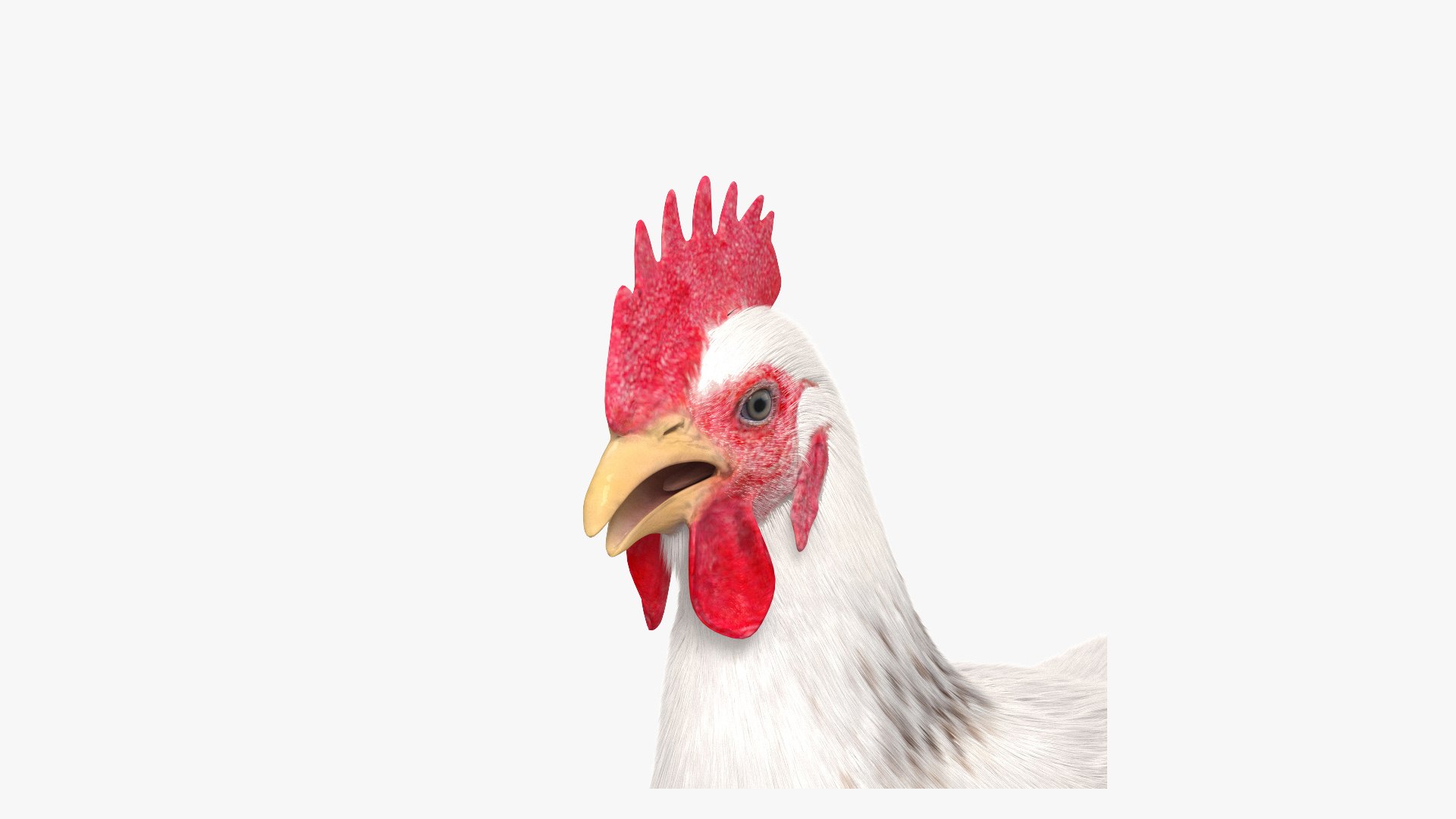 Chicken Hen Model - TurboSquid 2069166