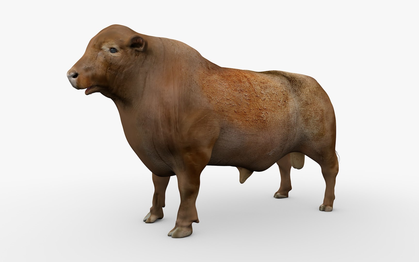 RED ANGUS Rigged L2076 3D model - TurboSquid 2154891