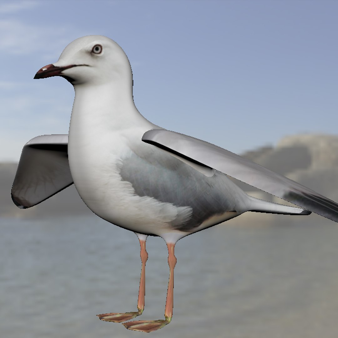 3D Model Seagull Modelled - TurboSquid 1657854