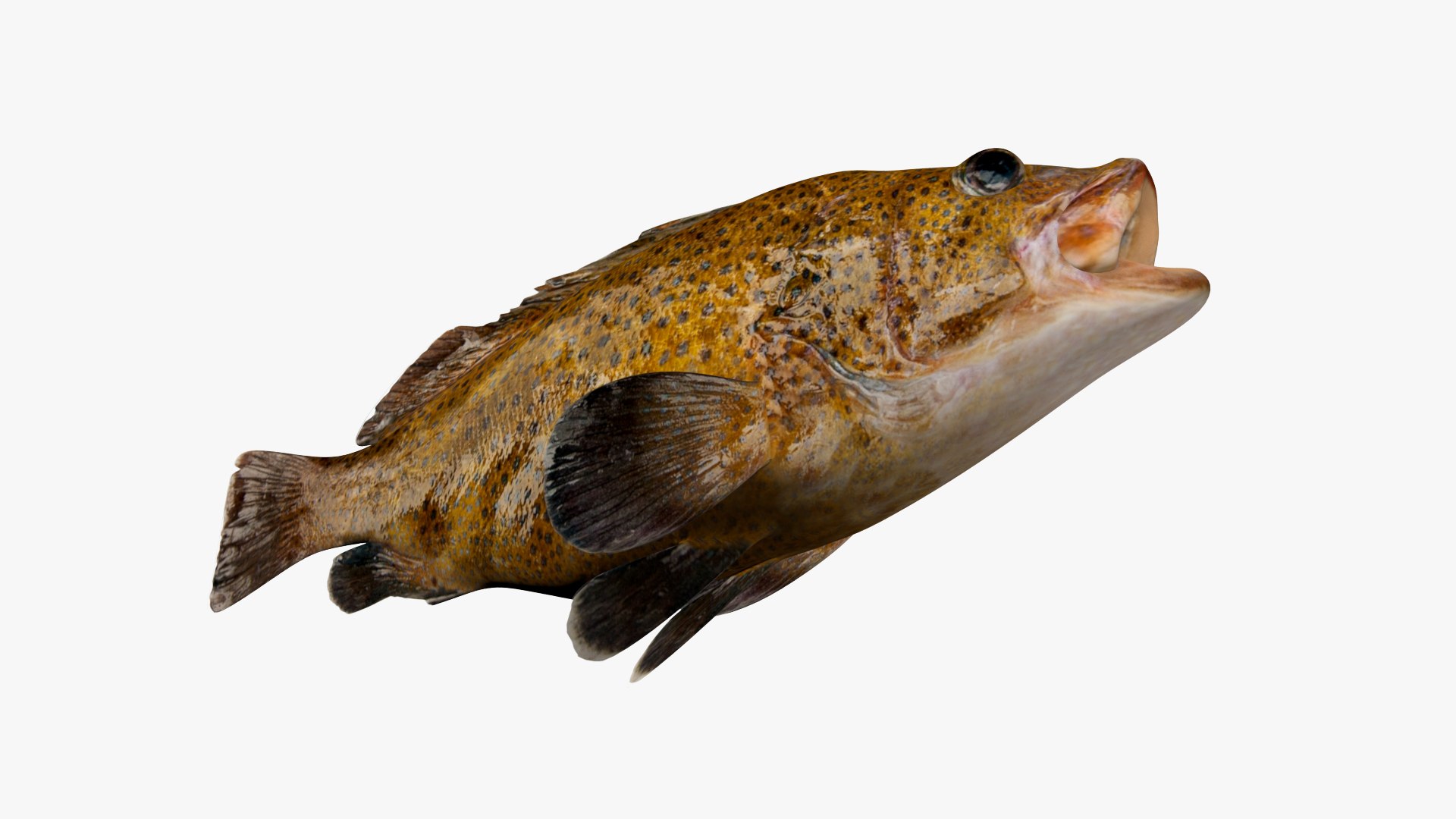 3D Spoatted Cod - TurboSquid 1684232