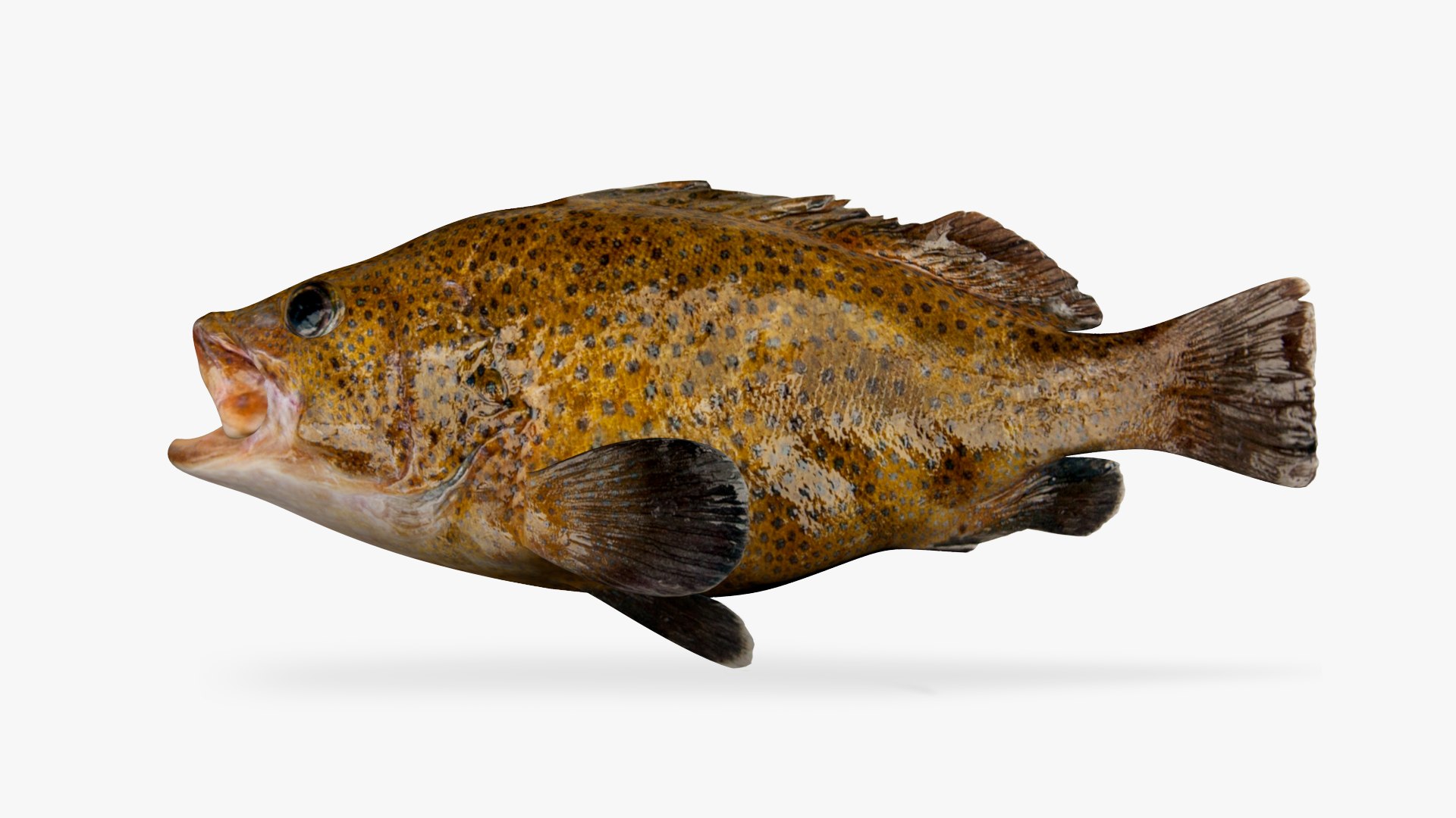 3D Spoatted Cod - TurboSquid 1684232