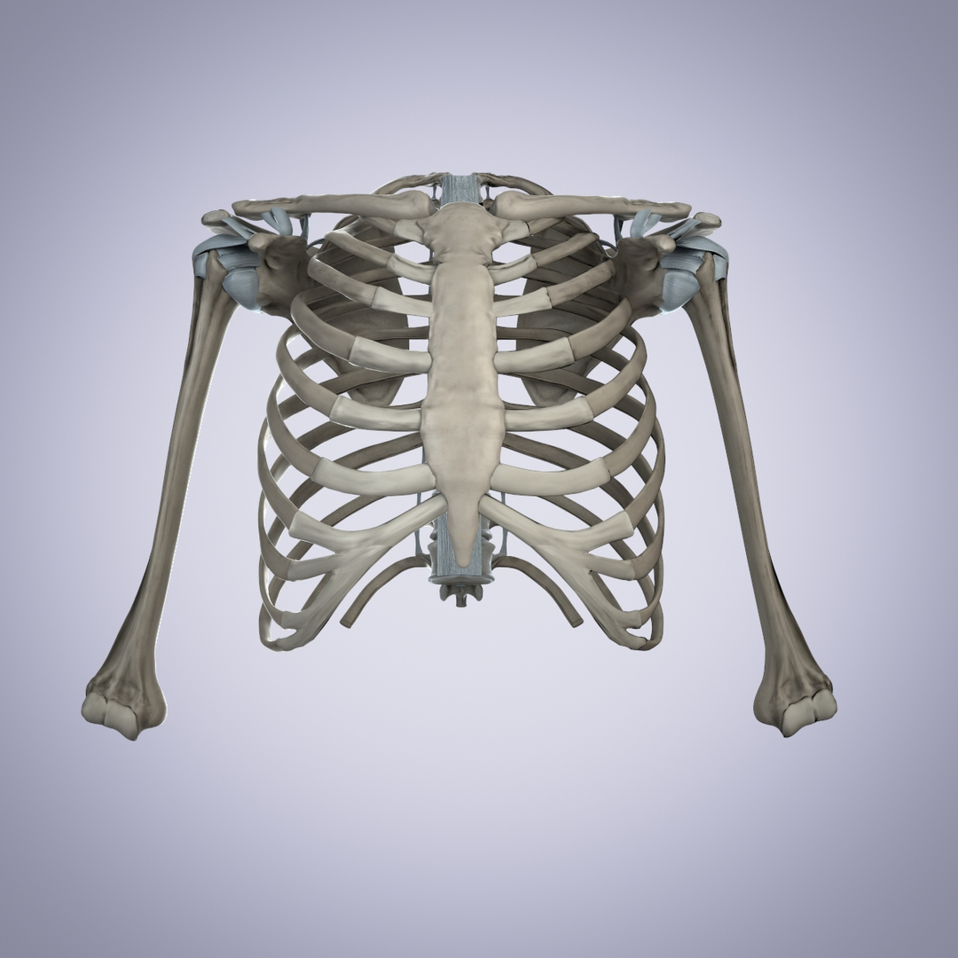 Shoulder Bones Anatomy Thoracic 3d Fbx