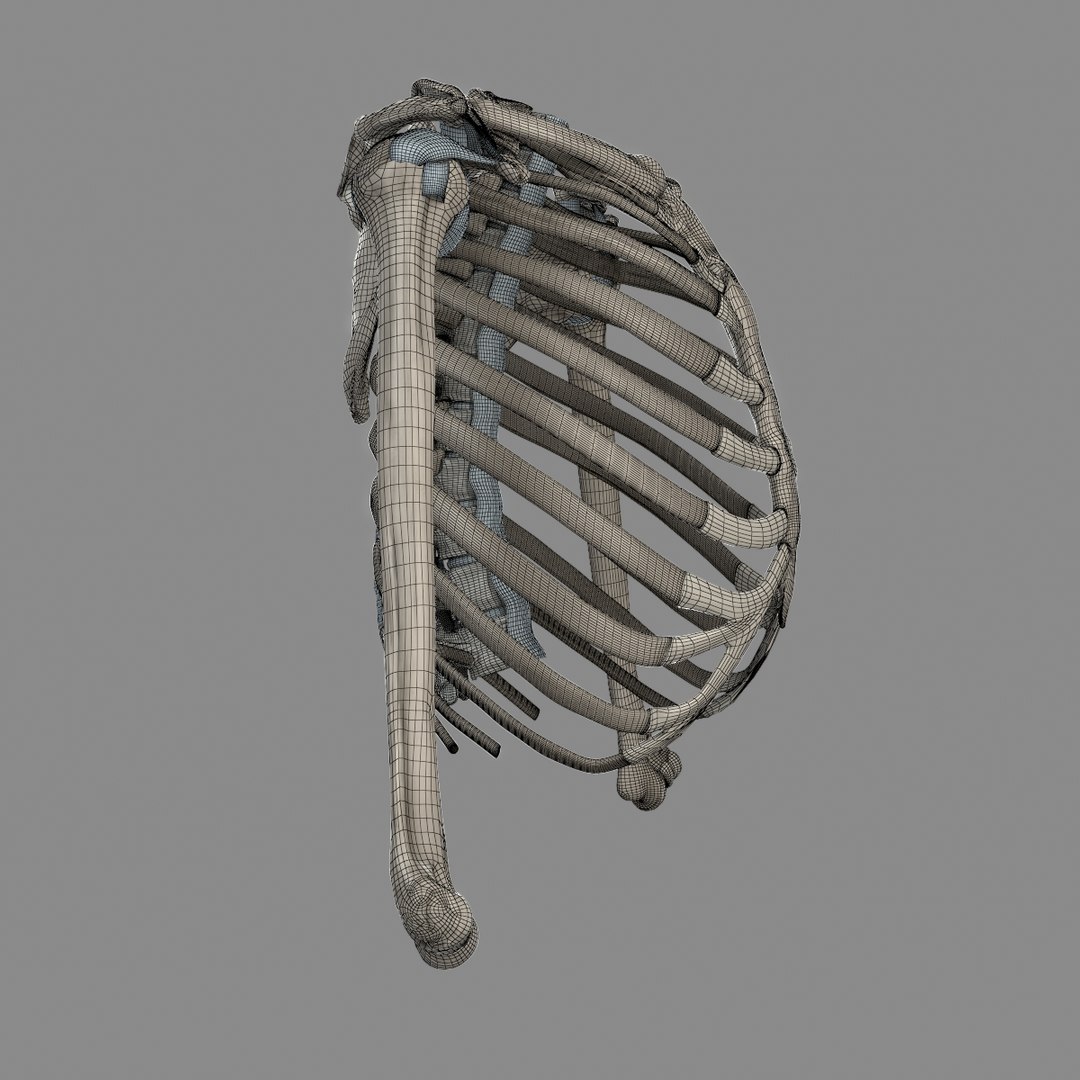 Shoulder Bones Anatomy Thoracic 3d Fbx