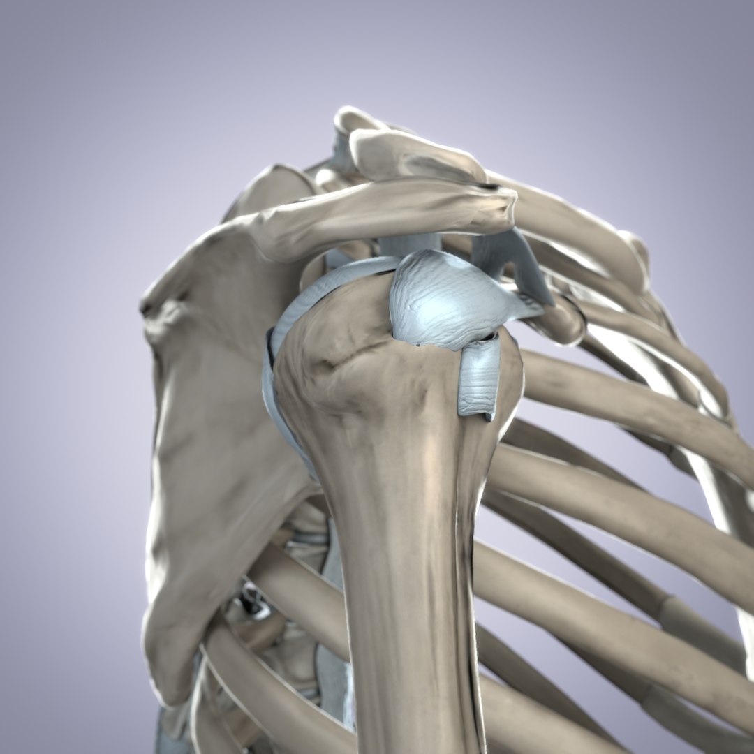 Shoulder Bones Anatomy Thoracic 3d Fbx
