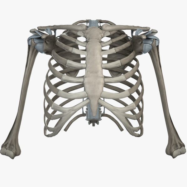 shoulder bones anatomy thoracic 3d fbx