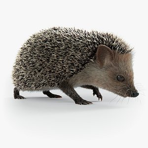 3d hedgehog