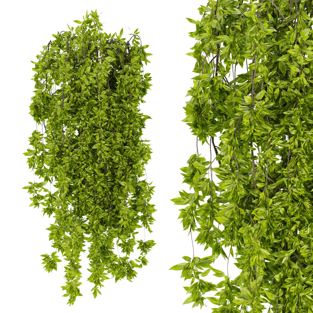 Collection Plant Vol 281 - Outdoor - Ivy - Leaf - 3dmodel - 3dmax - Fbx ...