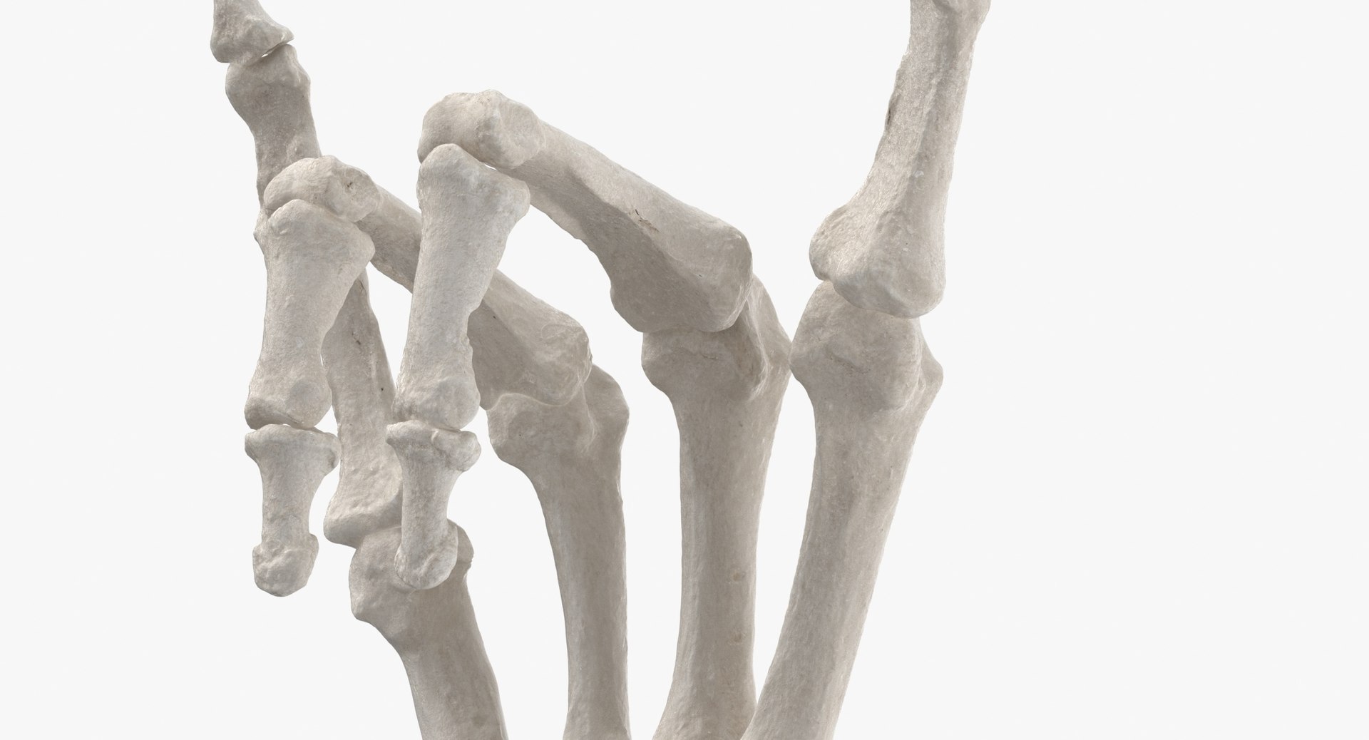 Human Hand Bones I Love You Sign White and Yellow Collection 01 - 2 ...