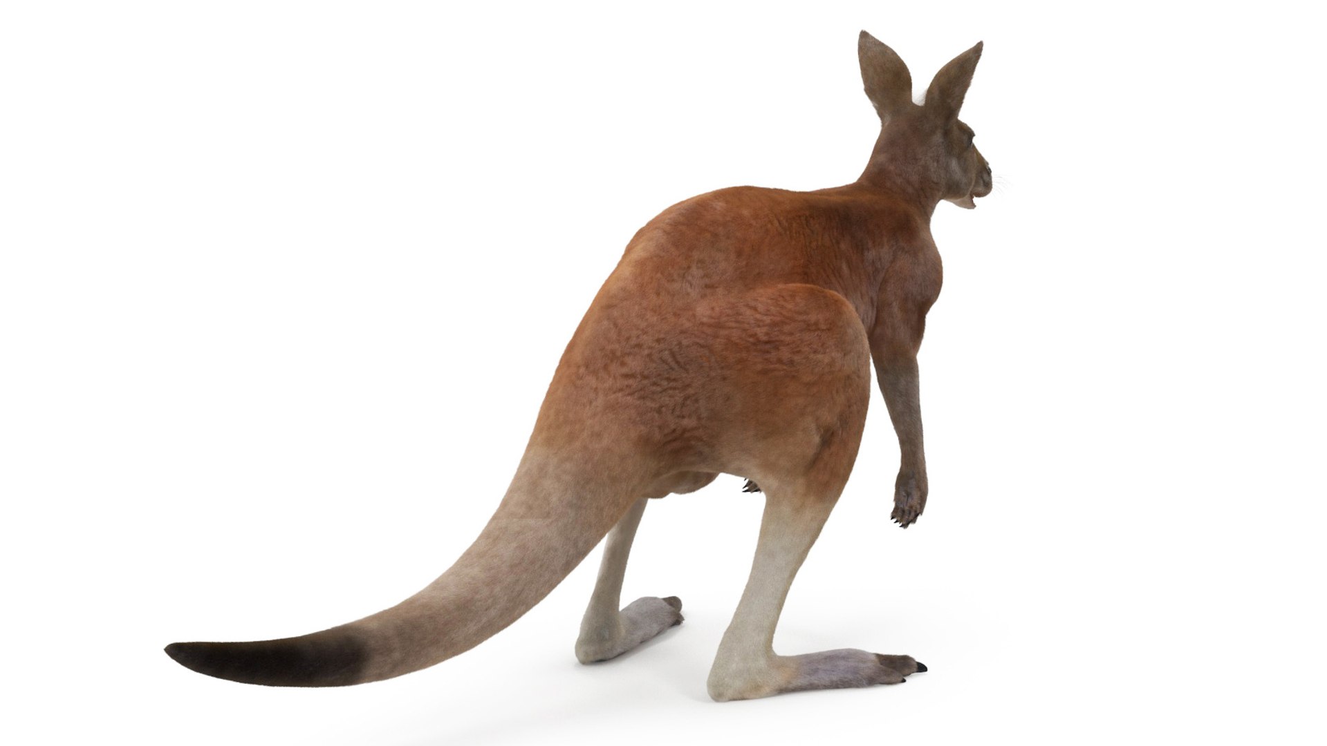 3D Kangaroo Fur Animated Rigged - TurboSquid 2325572