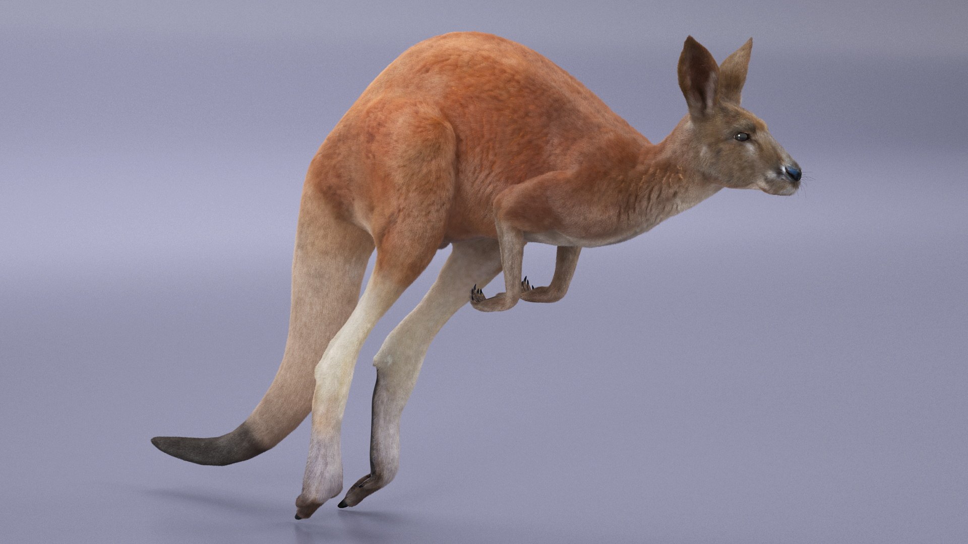 3D Kangaroo Fur Animated Rigged - TurboSquid 2325572