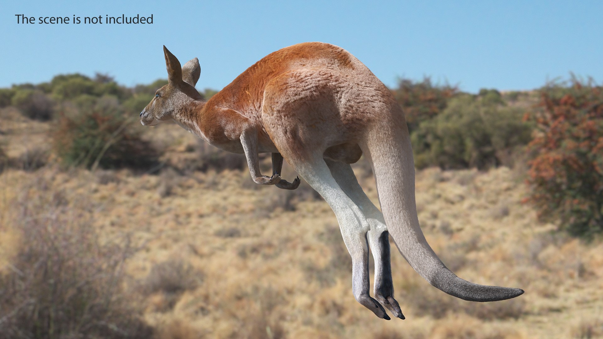 3D Kangaroo Fur Animated Rigged - TurboSquid 2325572