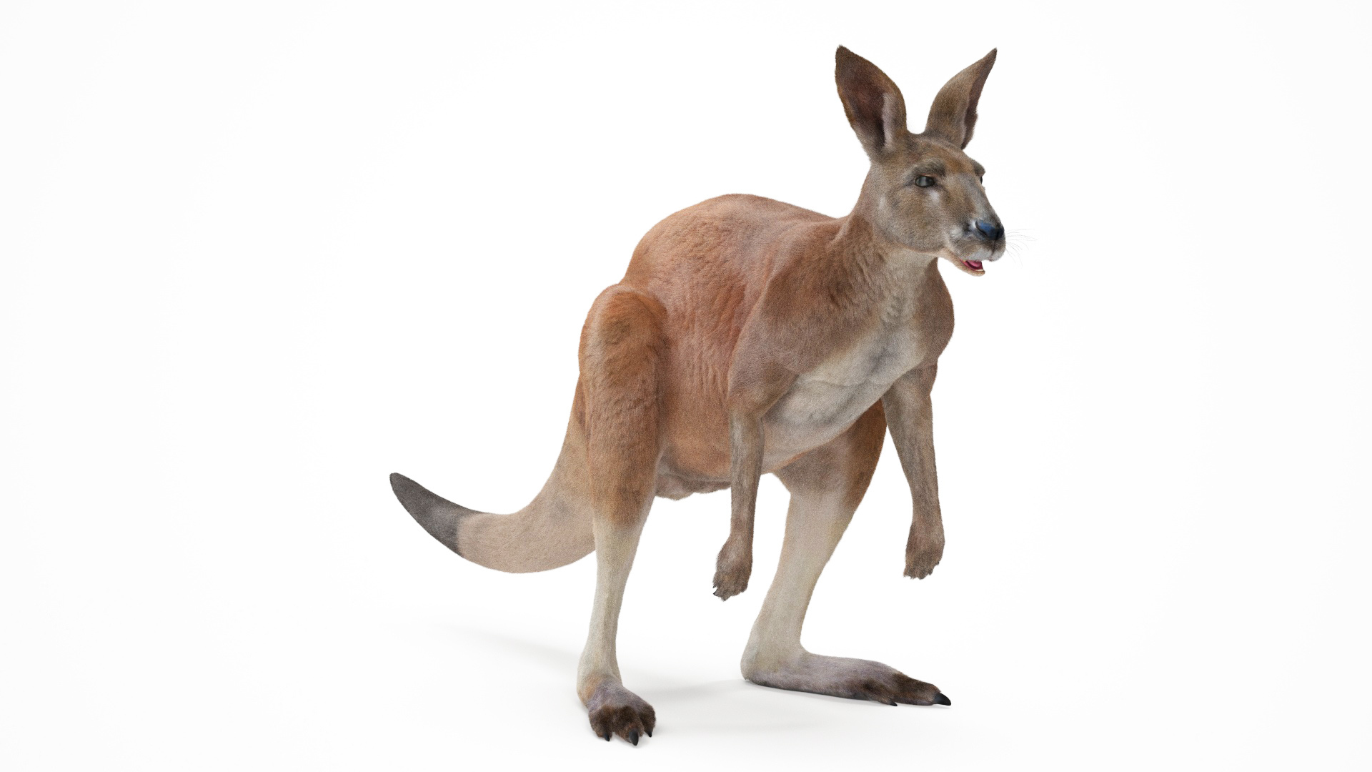 3D Kangaroo Fur Animated Rigged - TurboSquid 2325572