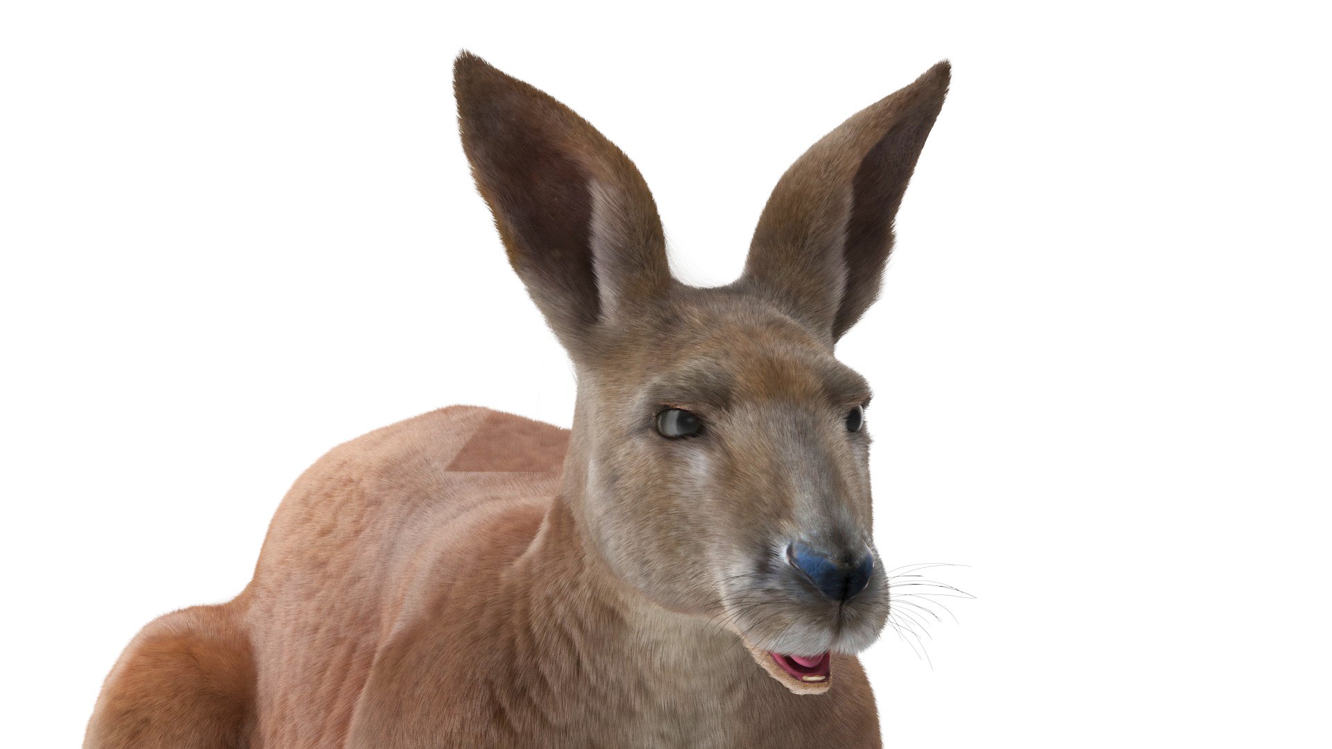 3D Kangaroo Fur Animated Rigged - TurboSquid 2325572