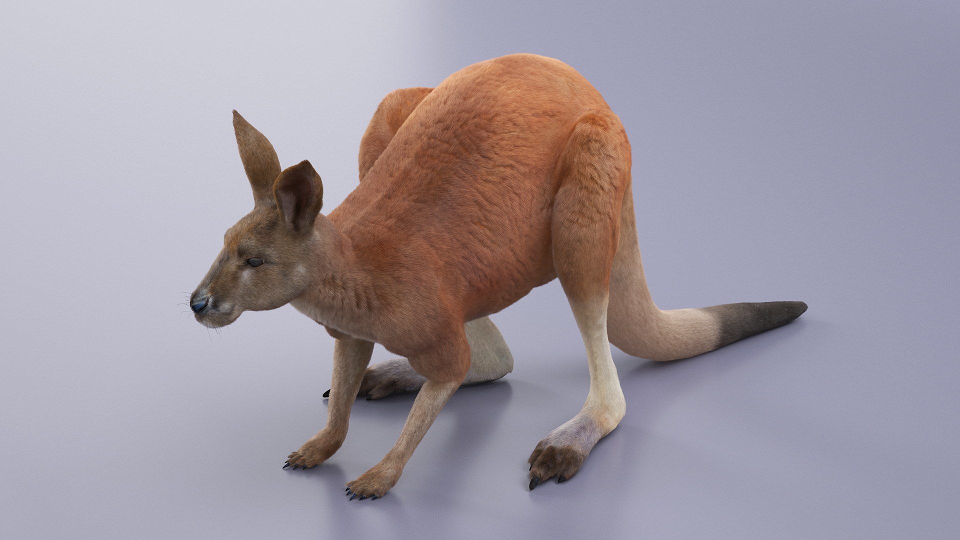 3D Kangaroo Fur Animated Rigged - TurboSquid 2325572