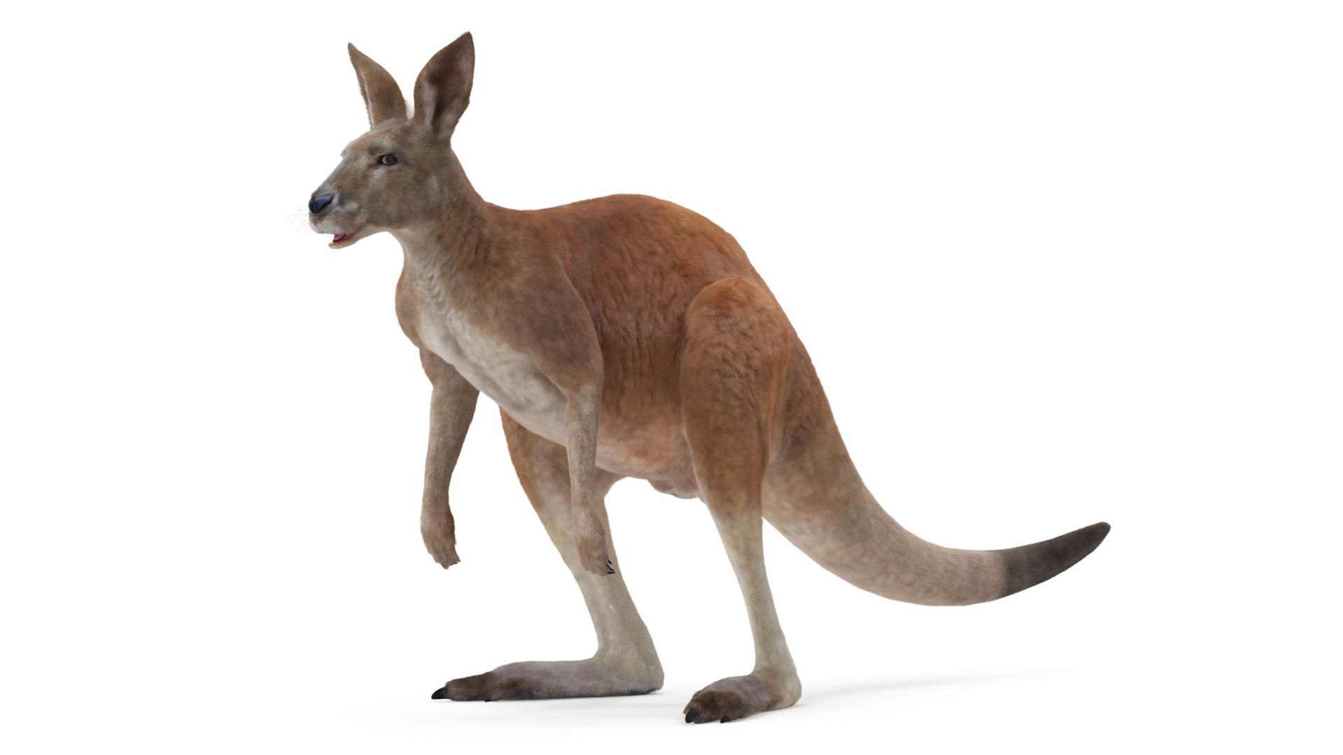 3D Kangaroo Fur Animated Rigged - TurboSquid 2325572